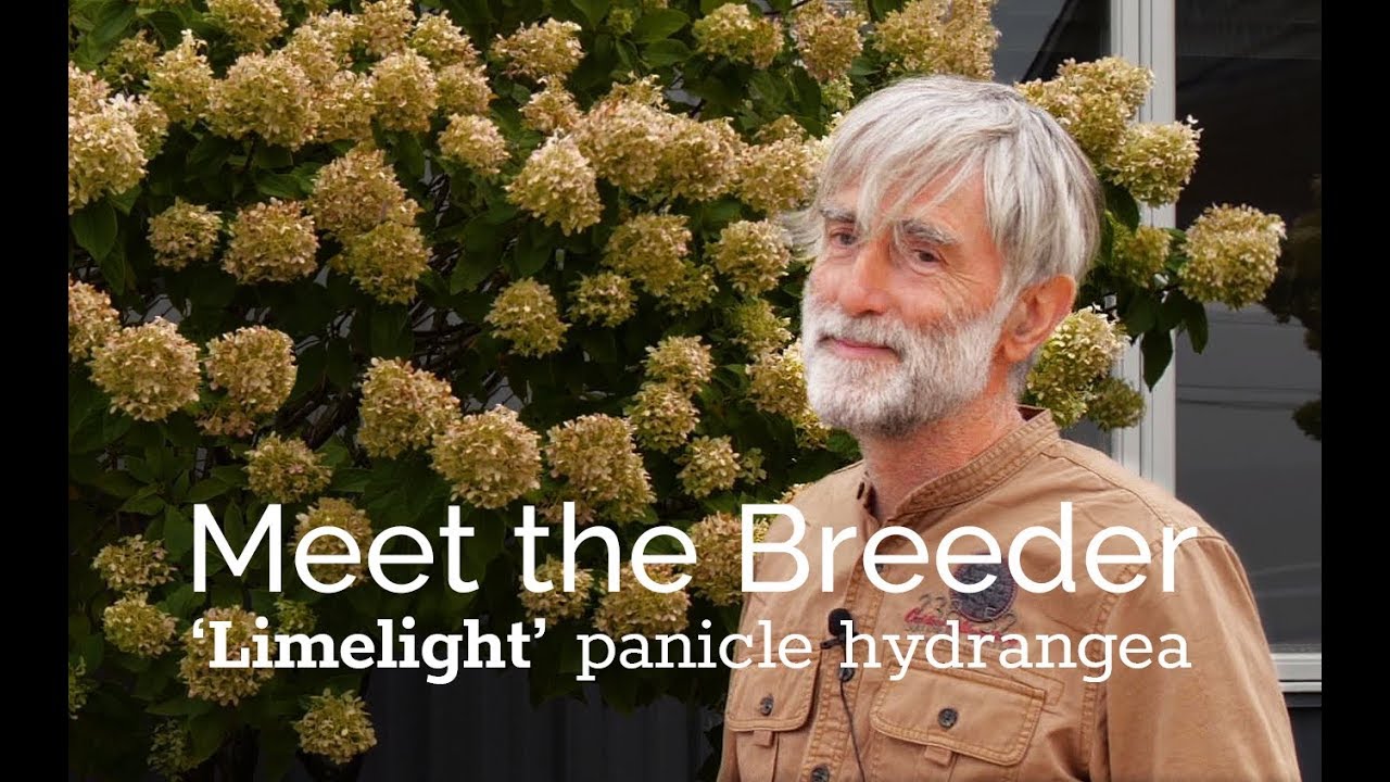 Meet the Breeder of 'Limelight' Hydrangea