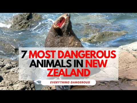 The 10 Most Dangerous Animals In New Zealand