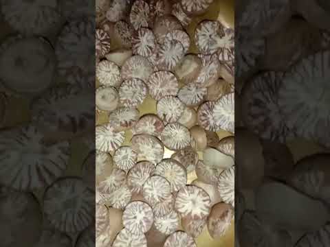 #Betel Nuts#youtubeshorts#