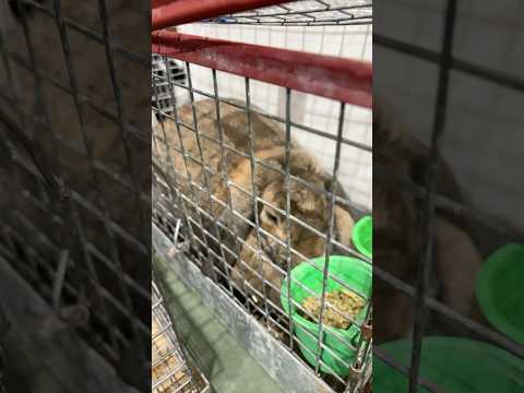 South Dakota Rabbit Breeders Association State Show