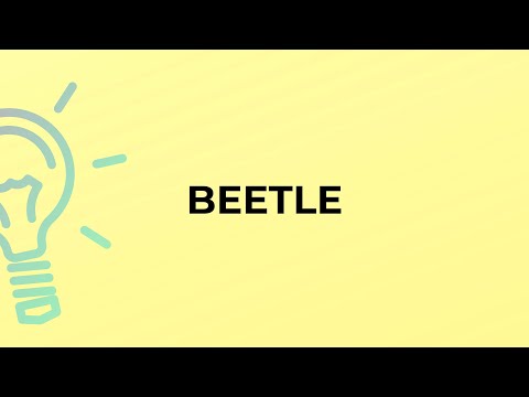What is the meaning of the word BEETLE?