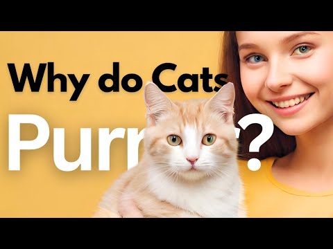 Why do cats Purr? | The Purring Mystery | Purring Explained