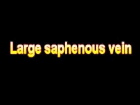 What Is The Definition Of Large saphenous vein - Medical Dictionary Free Online Terms