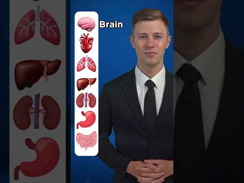 Human Body Internal Organs - English Vocabulary