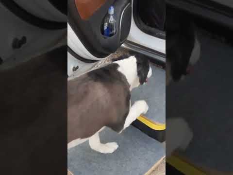 homemade dog steps for bed or vehicle