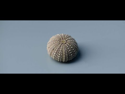 How do you treat genital herpes?