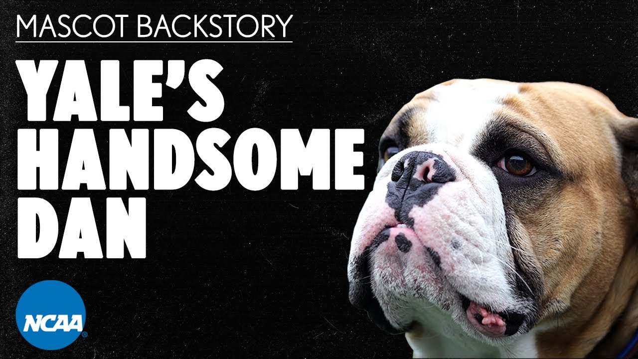 The iconic origin of Yale's Handsome Dan | NCAA mascot history