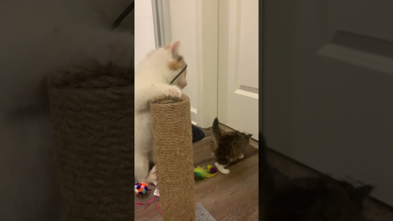 cute kittens playing