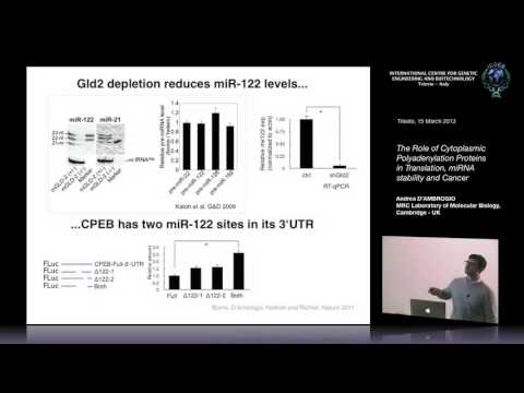 A. D'Ambrogio - The Role of C. P Proteins in Translation, miRNA stability and Cancer