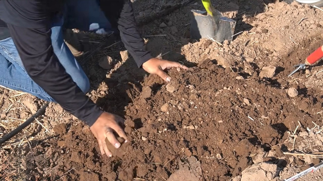 Growing Pumpkins in Arizona
