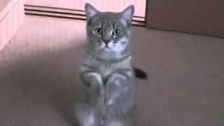 This Cat Is The Best Beggar