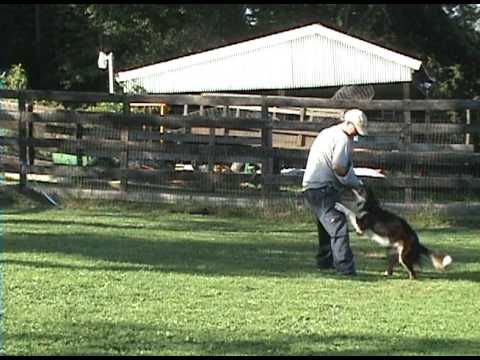 Huck protection training @ RR Professional Dog Training