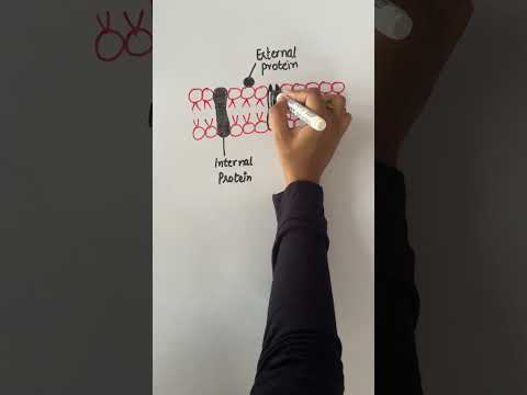 Structure of Plasma membrane #biology