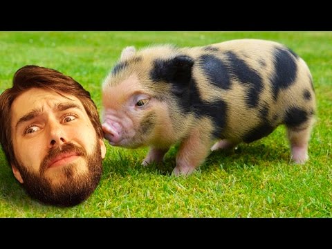 Steam Community :: Video :: CAN PIGS EAT HUMANS?? | Google Feud with Zelda
