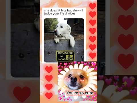 Dogs can be used as a synonym of adorable!!♥️♥️♥️♥️#viralvideo #funny #cute