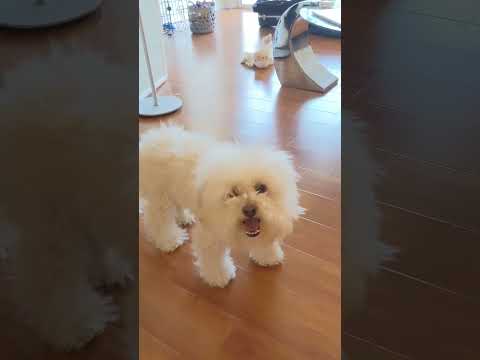 Livvi's Sooooo Weird #dog #levi #bolognese #puppy #floof #humansareweird