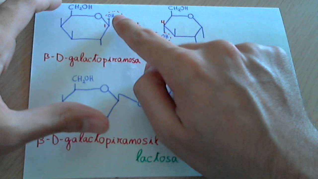Lactosa: como se forma y estructura (disacáridos).