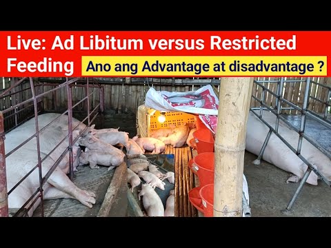 Live: Ad Libitum feeding versus Restricted Feeding Ano kaibahan l Dodong Villaran