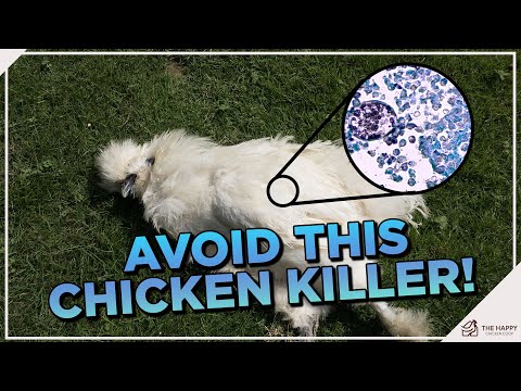 How To Treat and Prevent Coccidiosis in Chickens