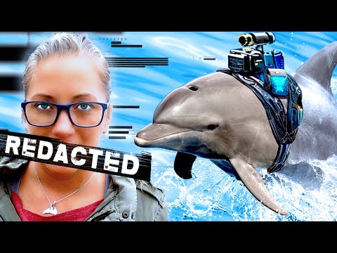 SECRETS of the US Navy's Military Dolphins!