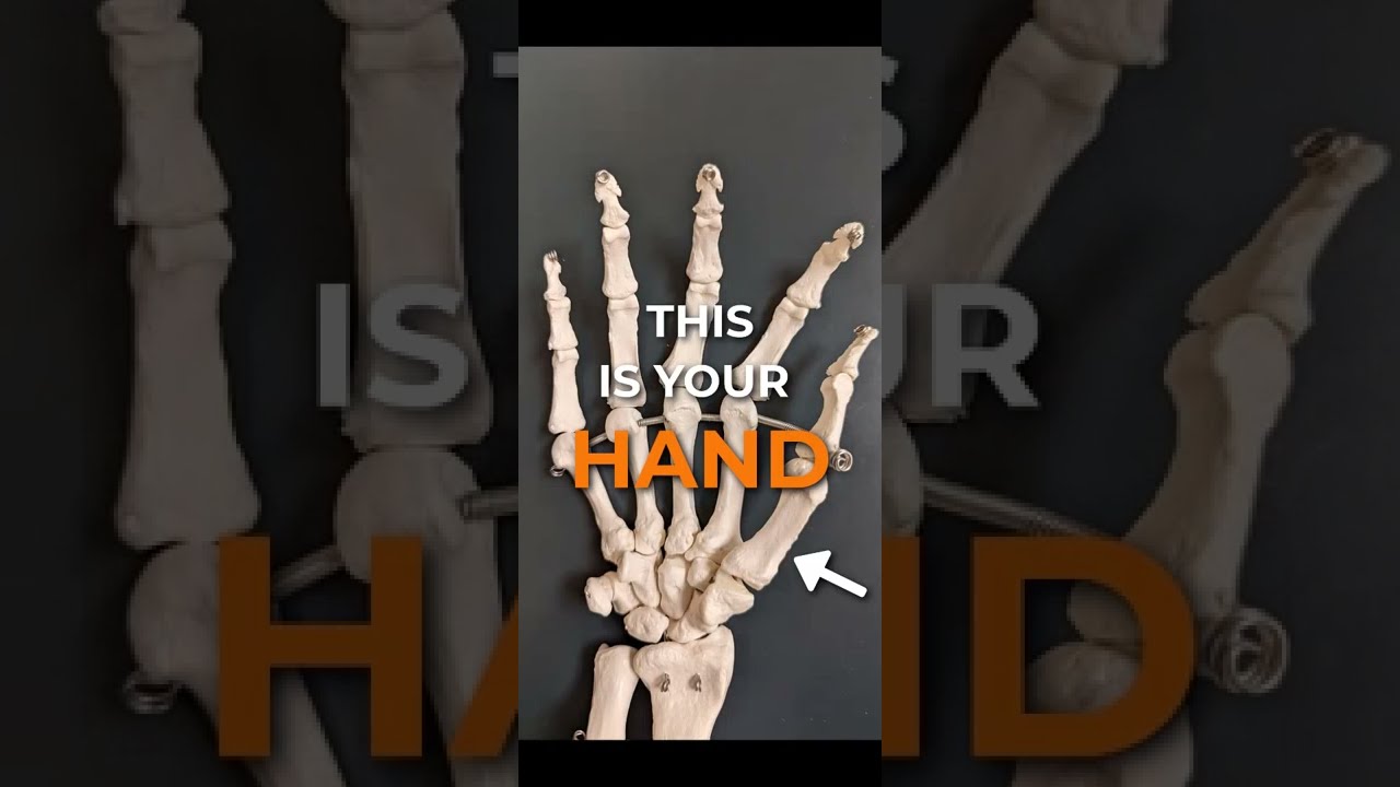 Hand Anatomy Part 1