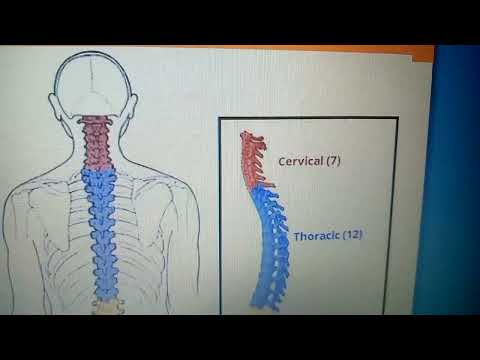 Vertebral Column Anatomy in Urdu/Hindi