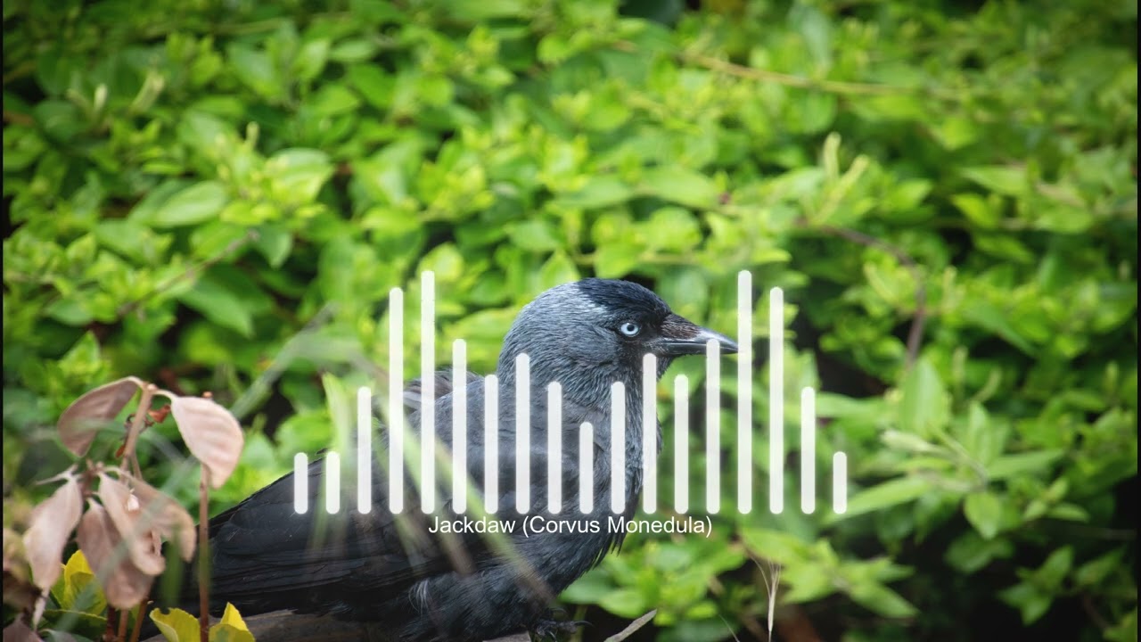 Jackdaw - (Corvus Monedula) Sound!!