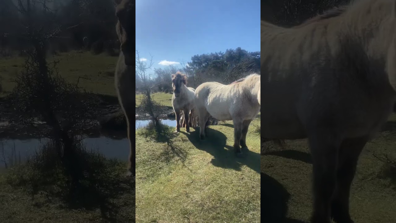 Wiiild horses #shorts #stones #rollingstones