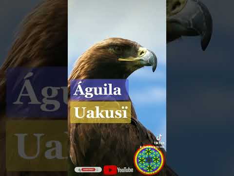 Palabra P'urhepecha #aguila #uakusï #purepecha