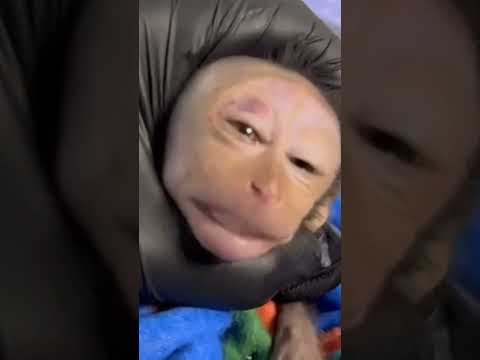 Steam Community :: Video :: baby monkey Batman