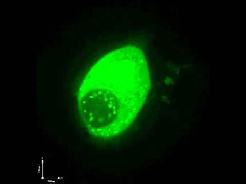 Movie 25 Time-lapse microscopy of an LCC9 cell under 3-h serum starvation condition