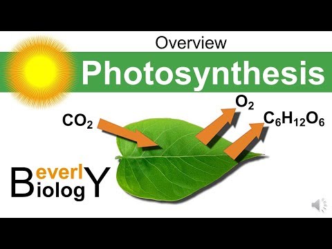 Photosynthesis Overview