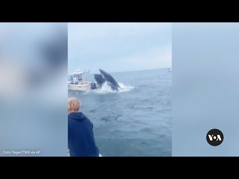 Whale surfaces, capsizes fishing boat off New Hampshire coast| VOA News