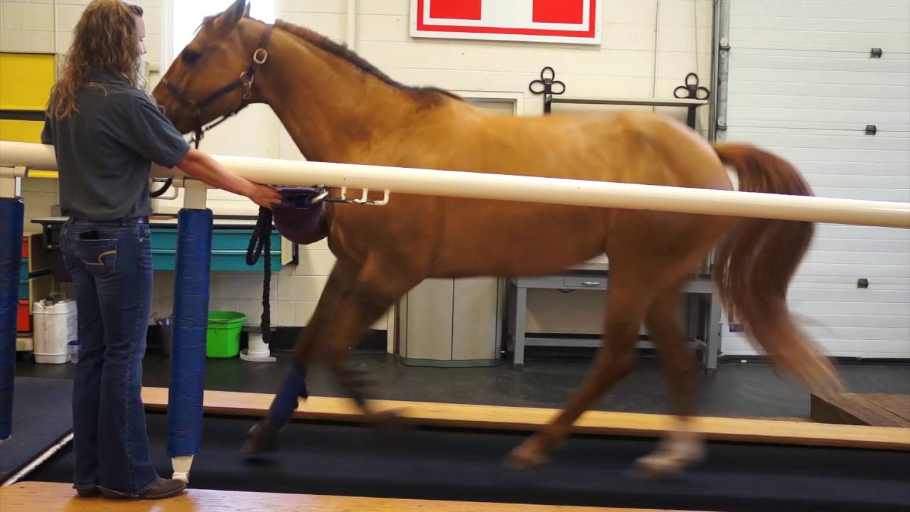 Comparative Exercise Physiology Lab