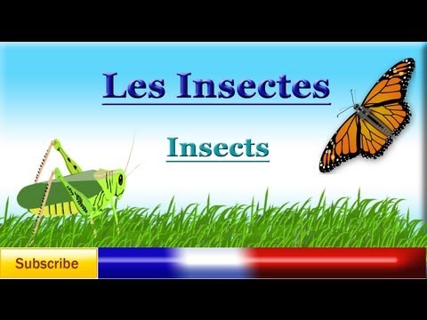Learn French - Insects names (vocabulary Lesson) - Les insectes
