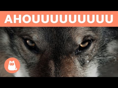 10 DOG BREEDS THAT LOOK LIKE WOLVES 🐺 They are MAGNIFICENT!