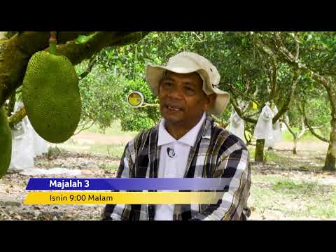 [PROMO] Majalah 3 (2021) - Nangka Madu Malaysia No. 1 Di Dunia (22 Nov)