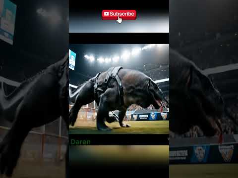 Giant Monitor Lizard Racing in a Stadium!