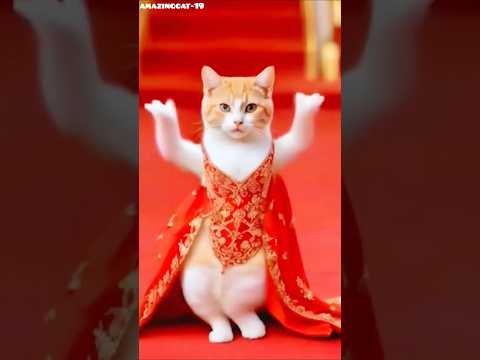 cute cat funny dance video||😍#funny #youtubeshorts #ytshorts  #shortfeed  #shorts #cat #kitten