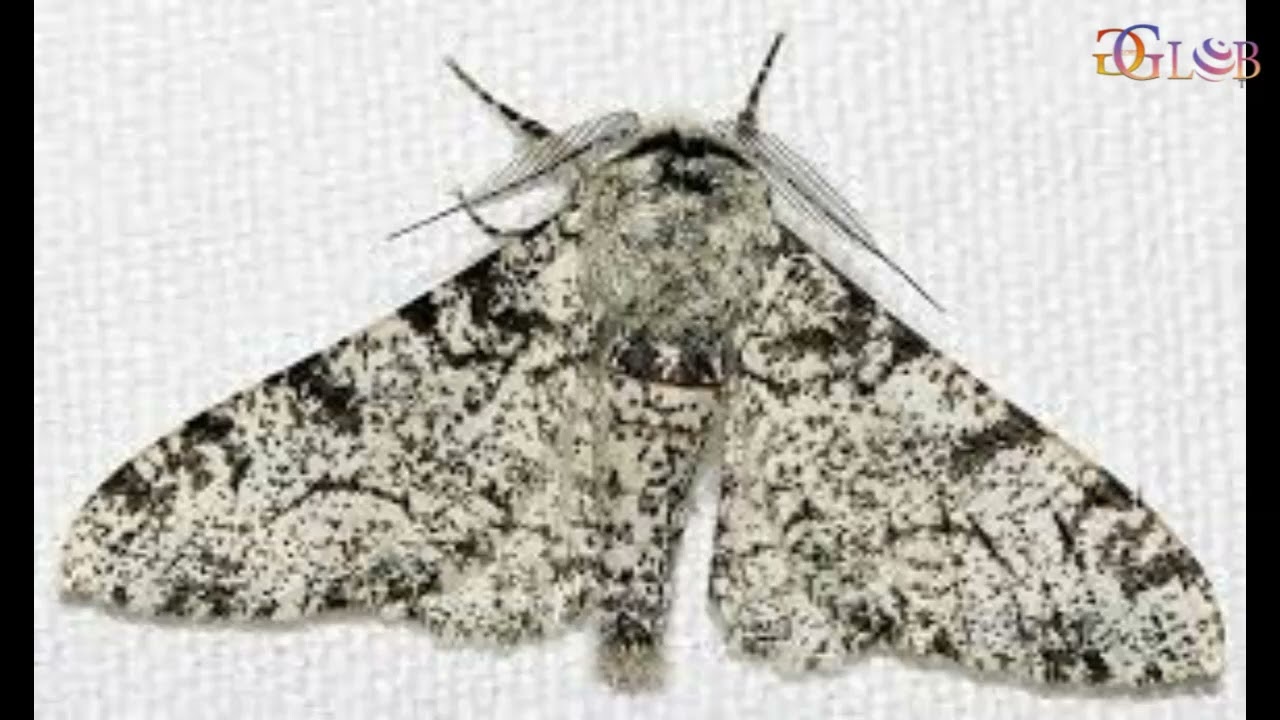 How Moths Time Their Evolution With Genetic Clockwork