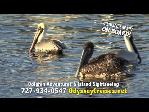 Tarpon Springs Dolphin Cruise - Odyssey Cruises Call (727) 934-0547