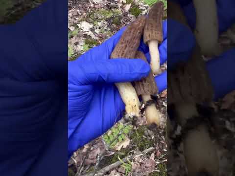 Golden Morels!! So early in the season on 4/5/2025!
