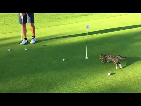 Caturday felids trifecta: Ben the Golf Cat fouls up putts; a stowaway ...