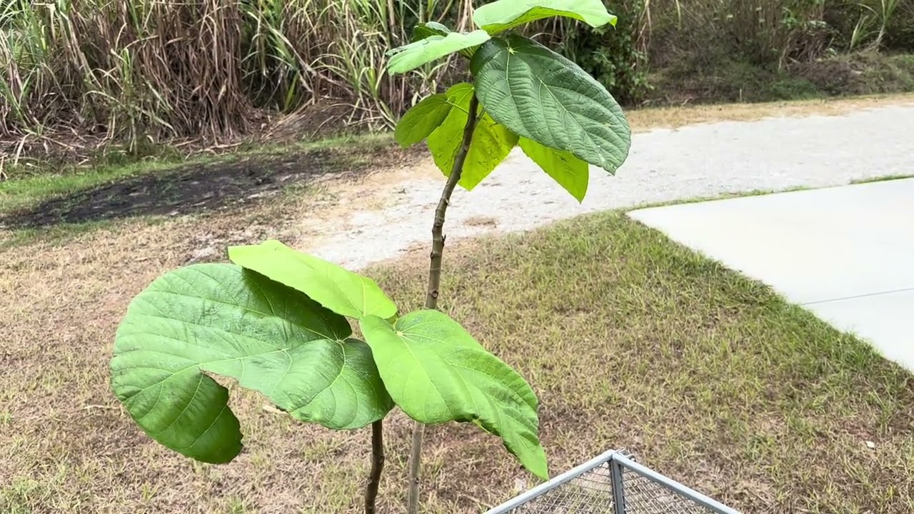 Roxburgh Fig Elephant ear fig