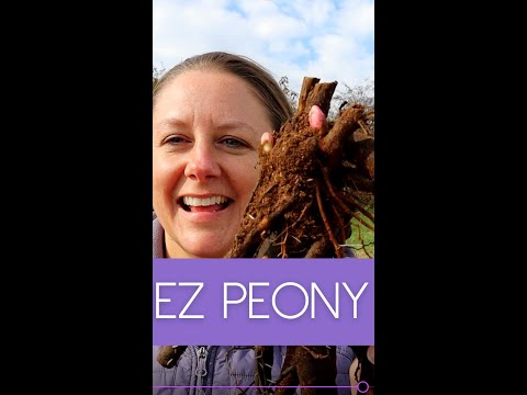 How To Plant PEONIES For BEGINNERS