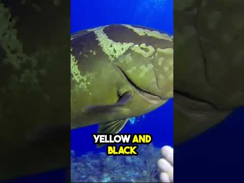 CRAZY Fact About Nassau groupers #grouper #fish #fishfacts