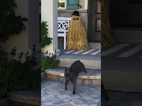 Scared dogs #funnypets #funny #cutespets #petvideos #dog