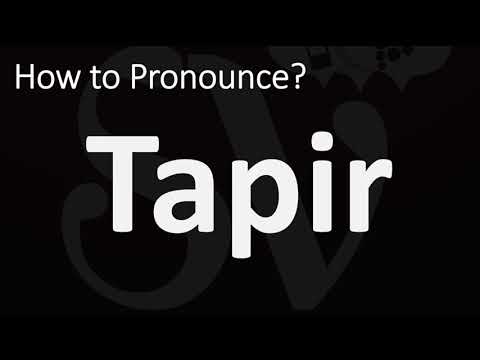 How to Pronounce Tapir? (CORRECTLY)