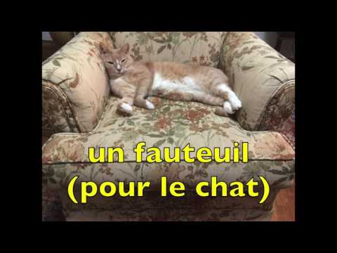 LEARN FRENCH WITH A CAT -- EPISODE 1