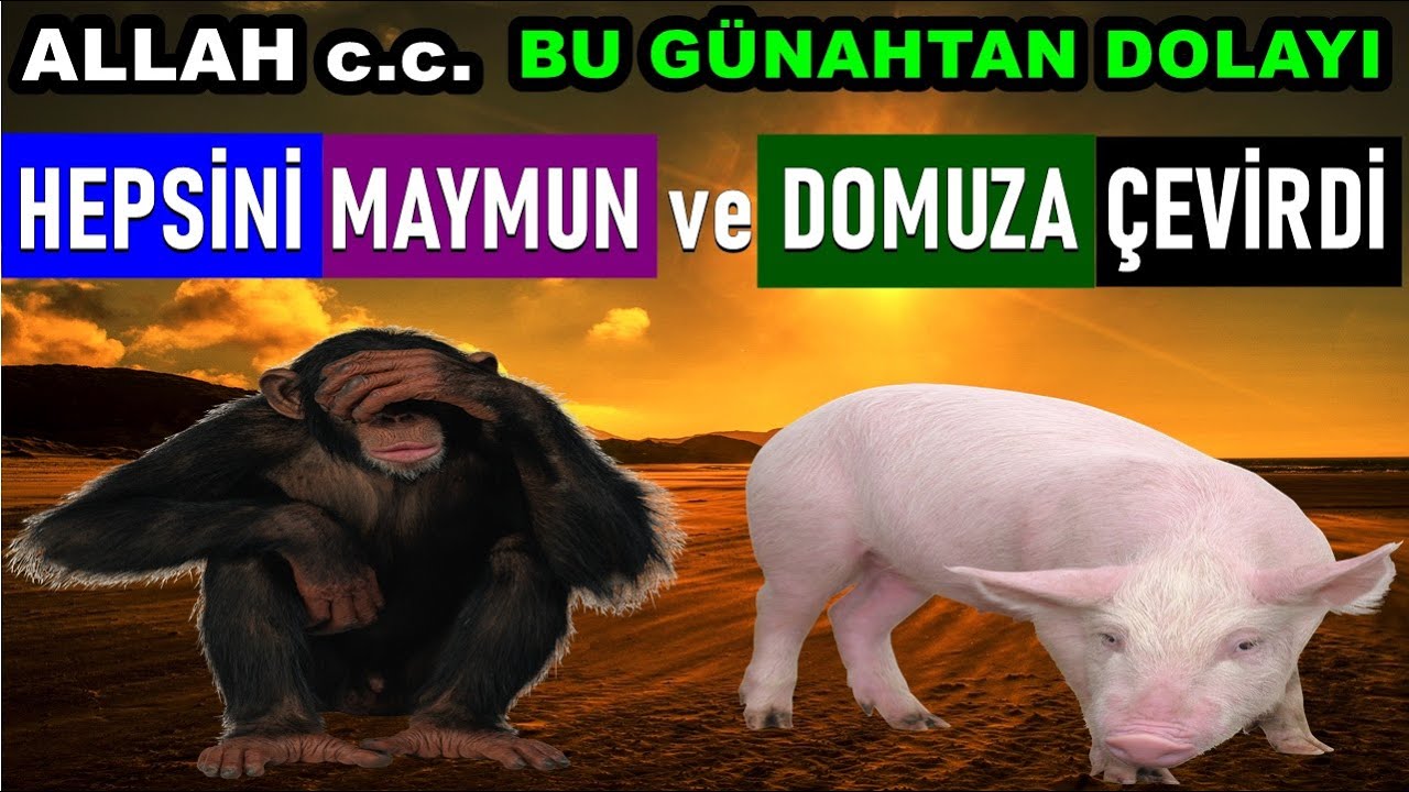 TÂGUTA TAPTIKLARI İÇİN MAYMUN VE DOMUZA ÇEVRİLDİLER Maide suresi 60 ...